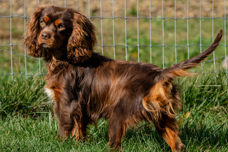 Are Chocolate Cavaliers Recognized by Kennel Clubs? – Rafter E Pups