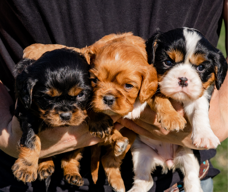 Cavalier King Charles Spaniel Ear Care Routine – Rafter E Pups