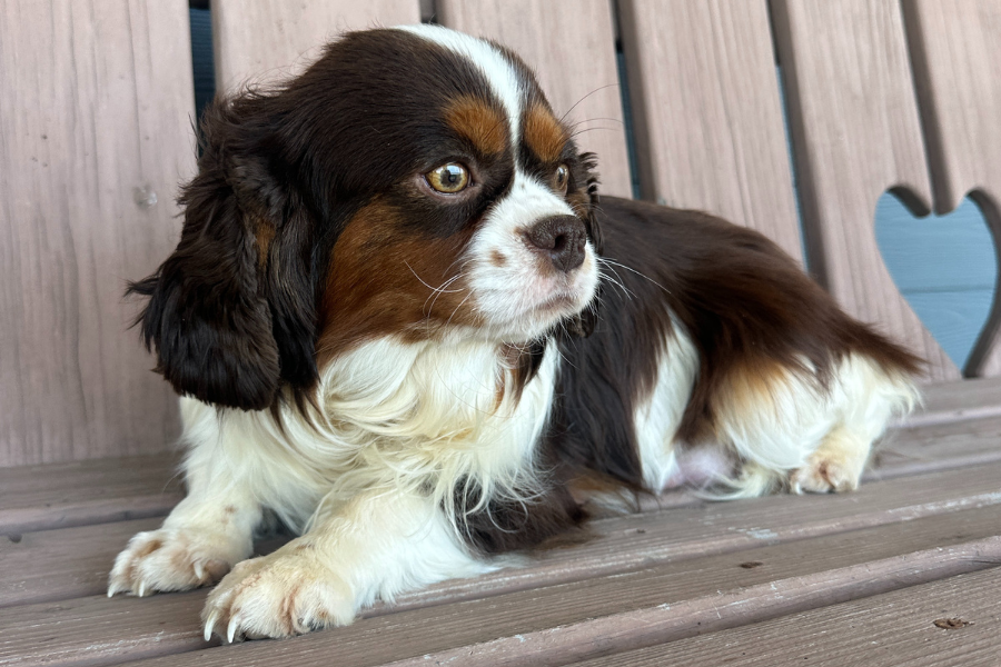 How Does a Cavalier Acquire the Chocolate Color? – Rafter E Pups