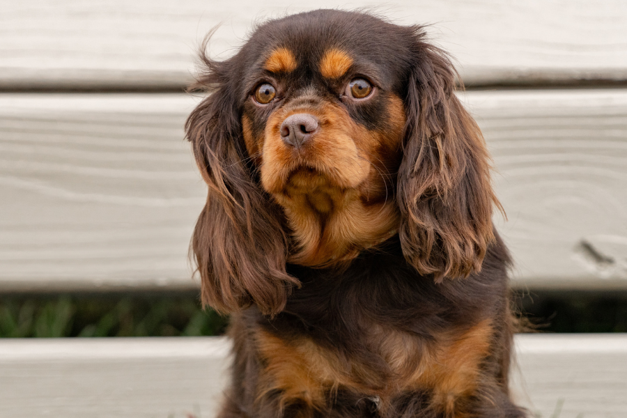 Is the Temperament of the Chocolate Cavaliers Different from Other Cav ...