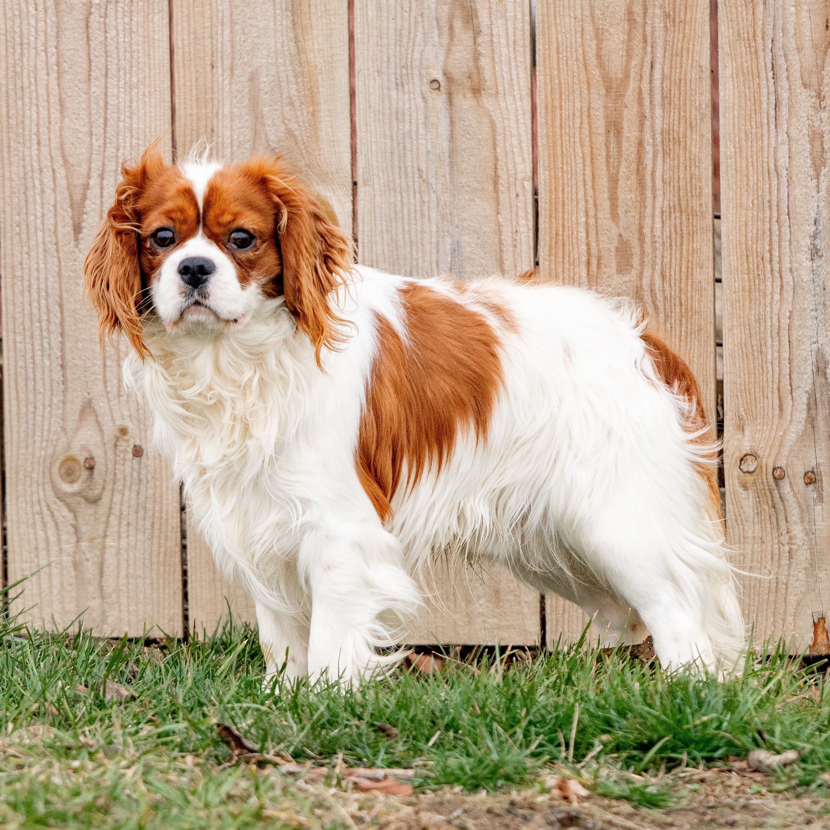 Cavalier King Charles Spaniel – Rafter E Pups