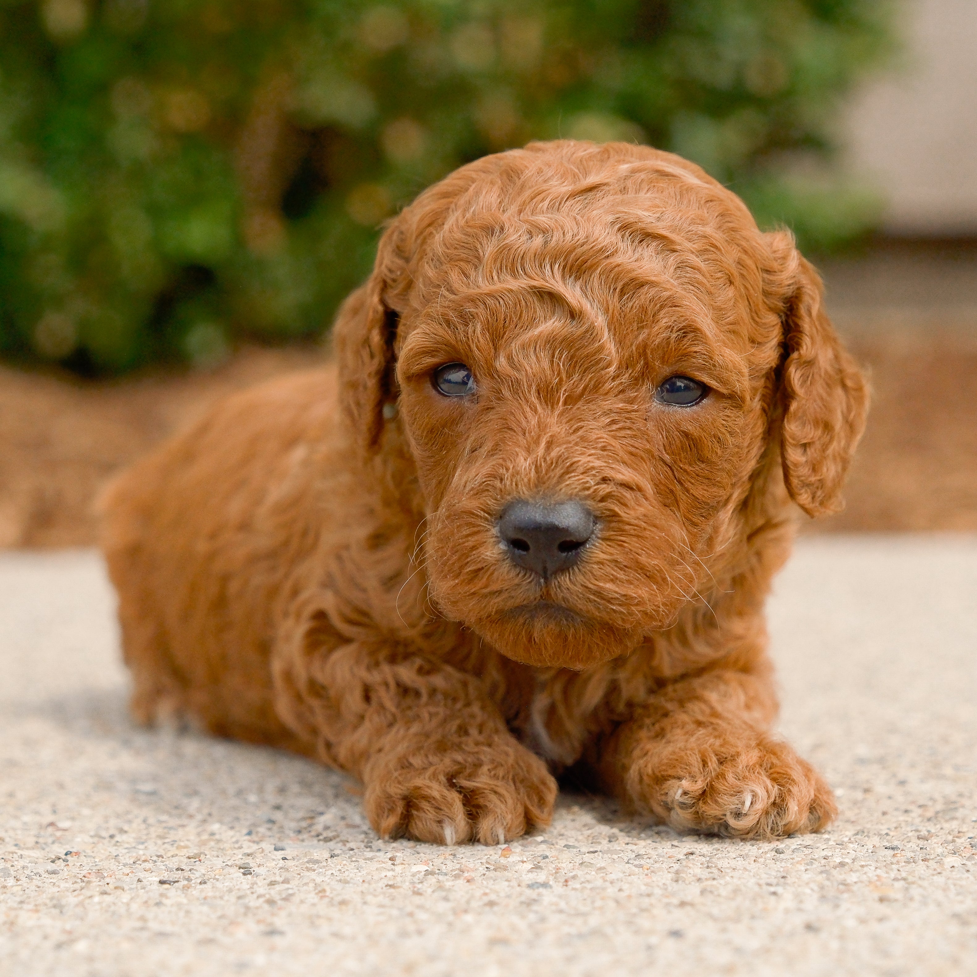 Micro Goldendoodles – Rafter E Pups