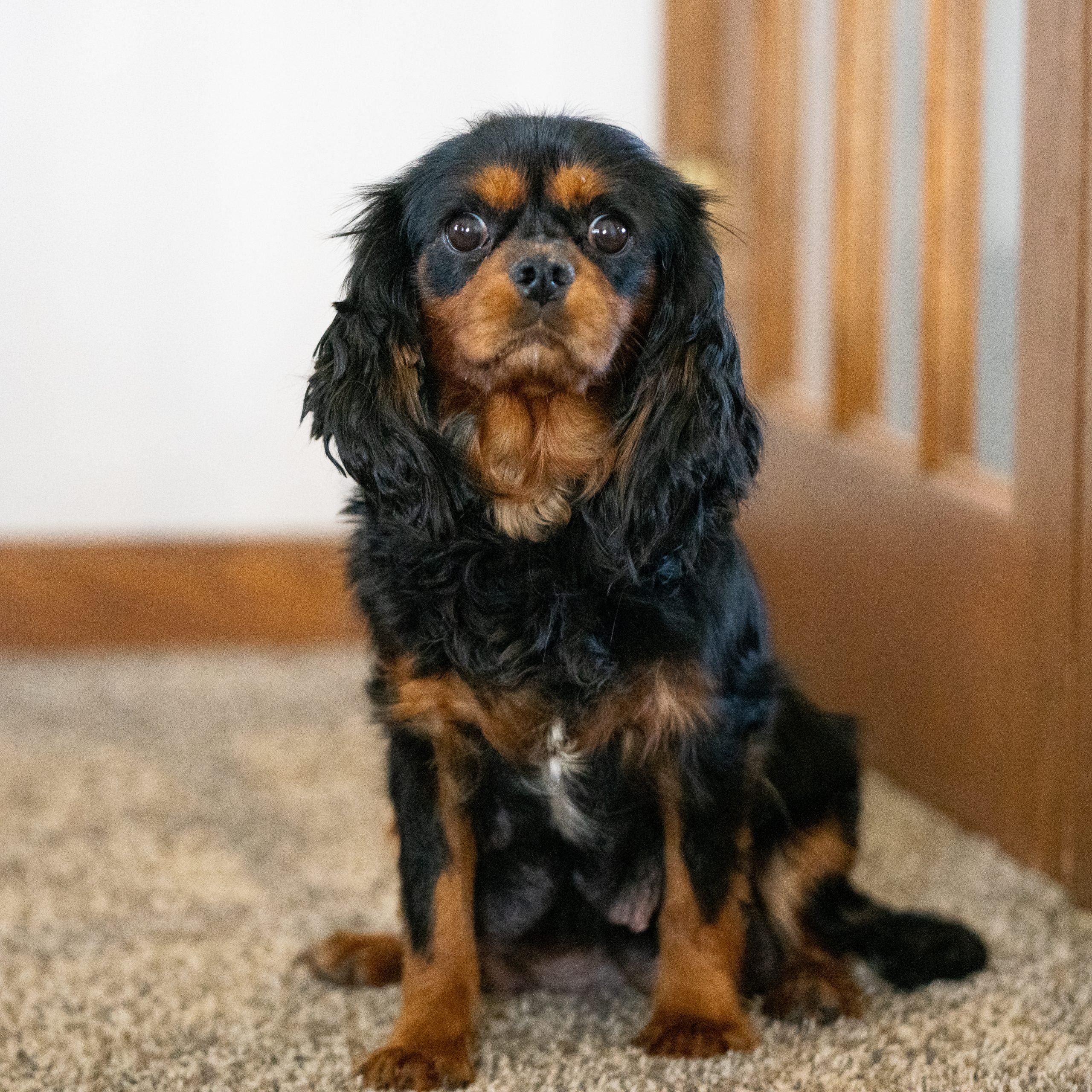 Products – Rafter E Pups
