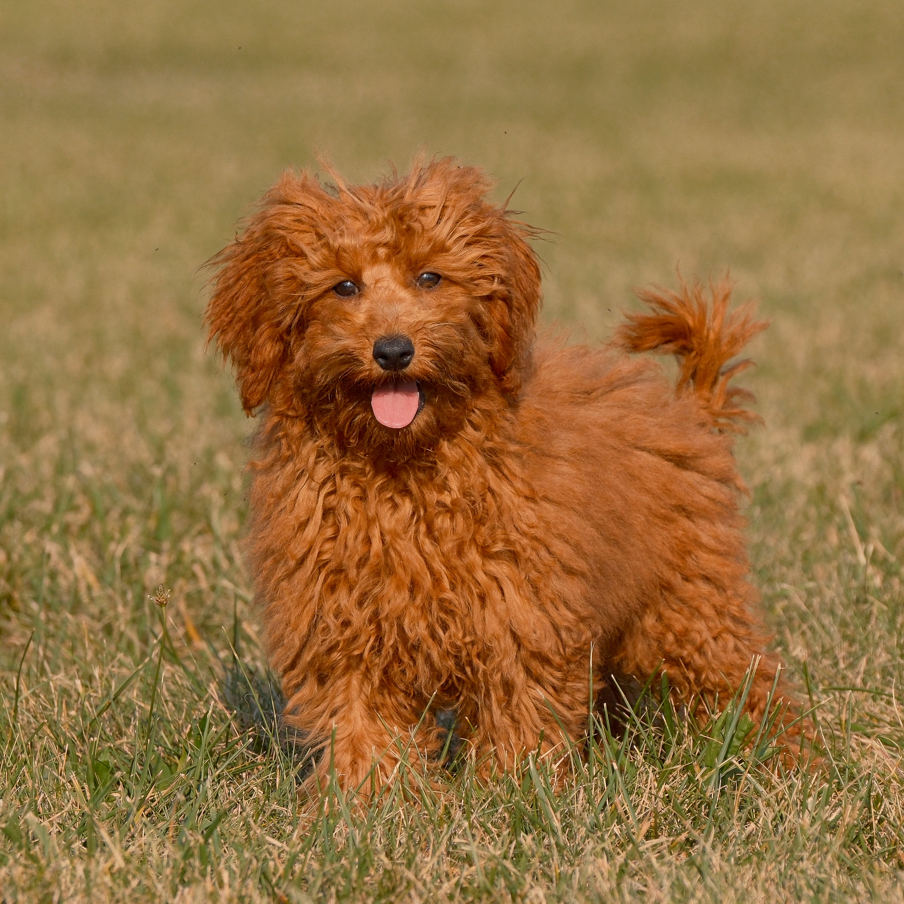 Micro Goldendoodles – Rafter E Pups
